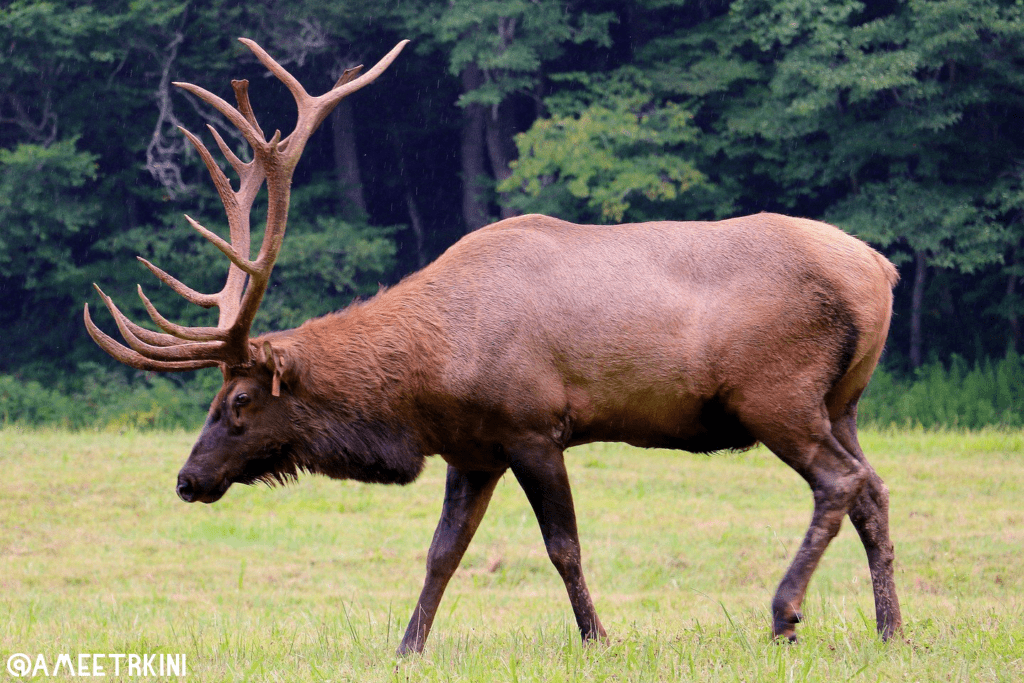 Elk Watching 101 | How to see Elk in Cataloochee Valley