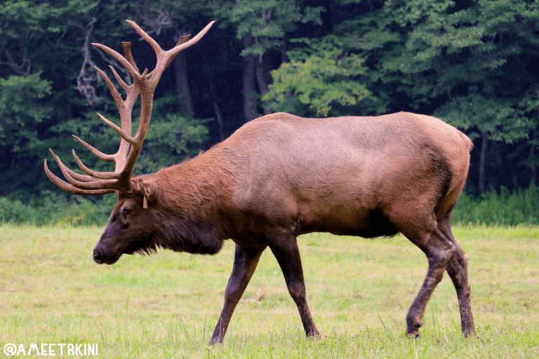 Elk Watching 101 | How to see Elk in Cataloochee Valley